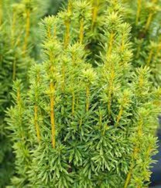 Vivai Capecchi - Vivaisti Pistoia e produzione Piante