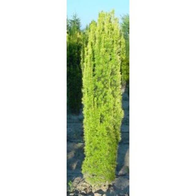 Vivai Capecchi - Vivaisti Pistoia e produzione Piante